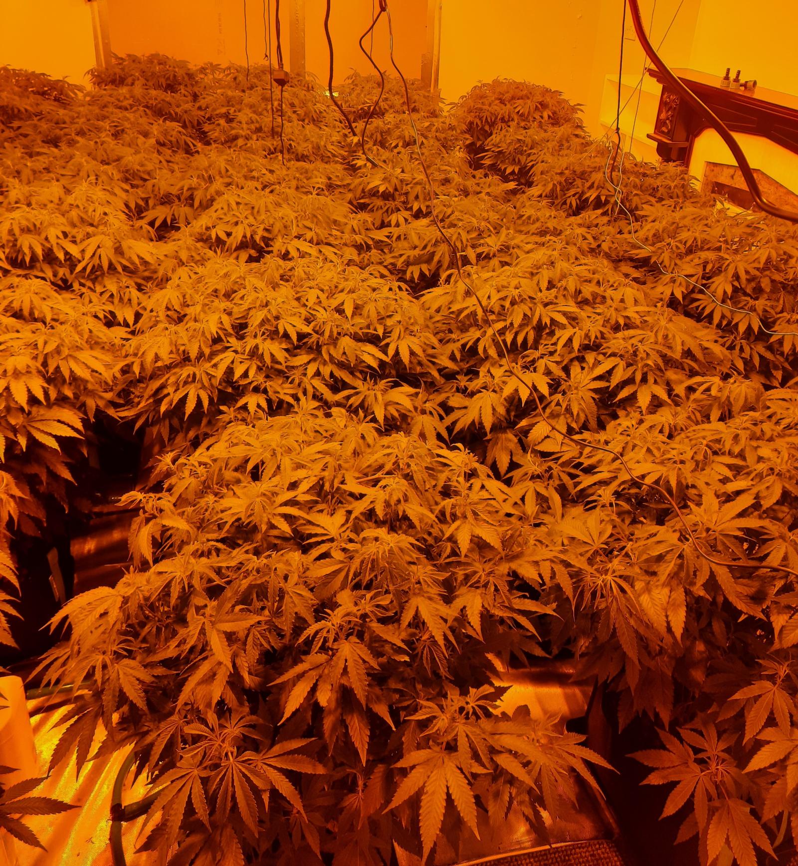 27-year-old man arrested following seizure of large quantity of suspected herbal cannabis | PSNI